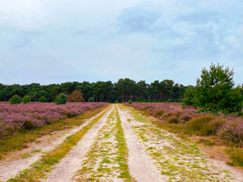 Der Grenzpark Kalmthoutse Heide - Naturoase zwischen zwei Welten